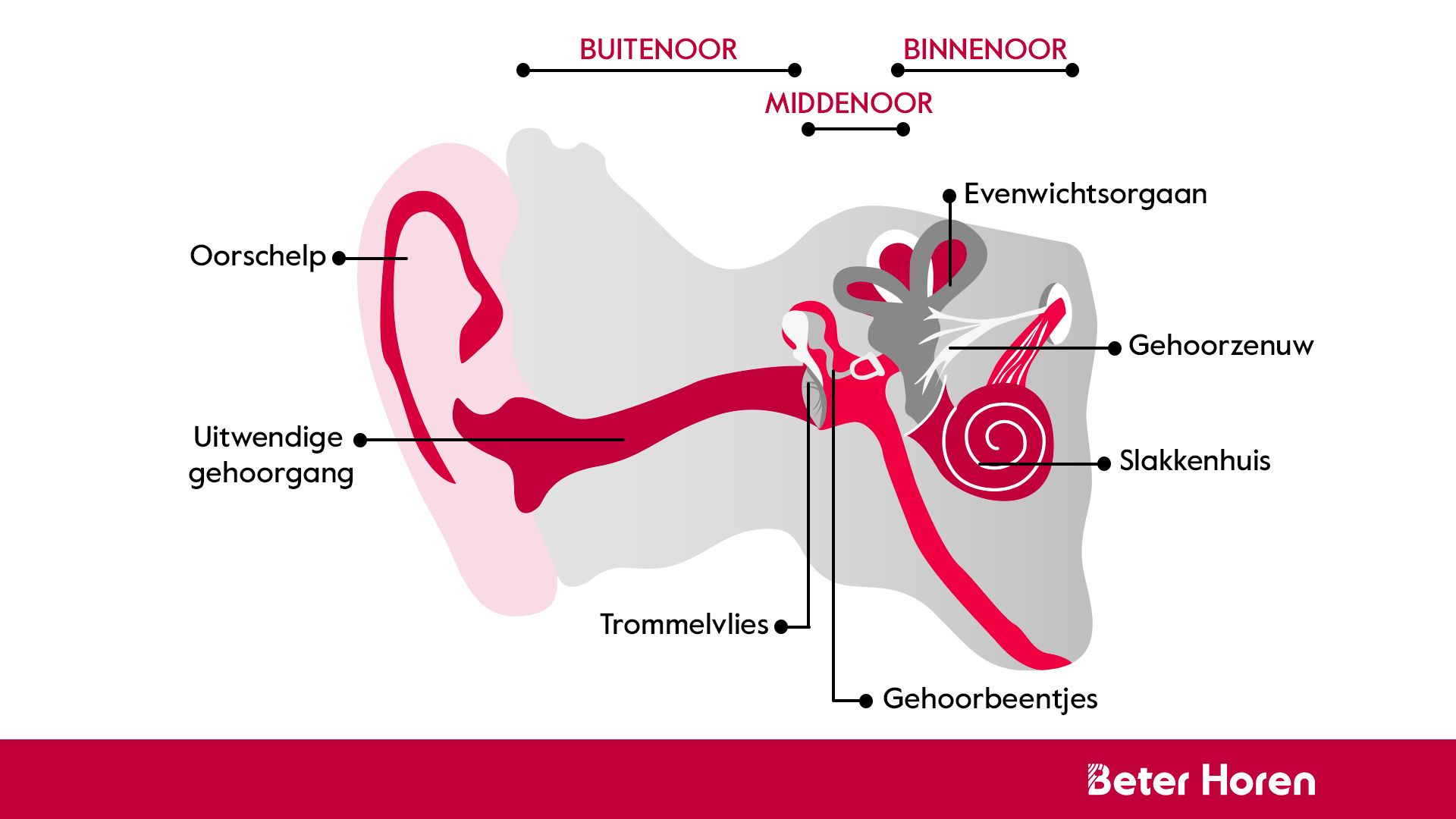 Het gehoor: Anatomie en werking van het oor | Beter Horen