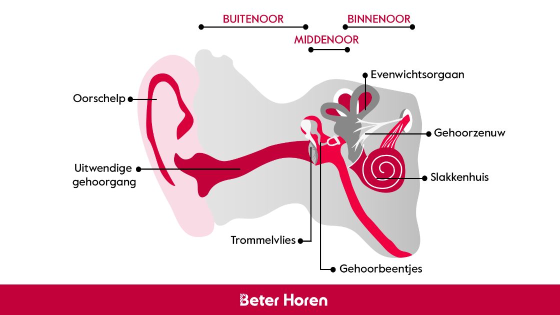 Gehoorbeentjes: hamer, aambeeld & stijgbeugel | Beter Horen